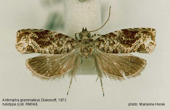 Papua Insects Foundation (Lepidoptera/Tortricidae)